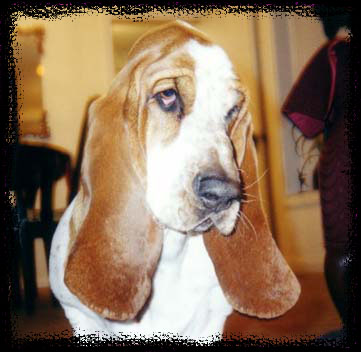 index [www.geocities.ws]