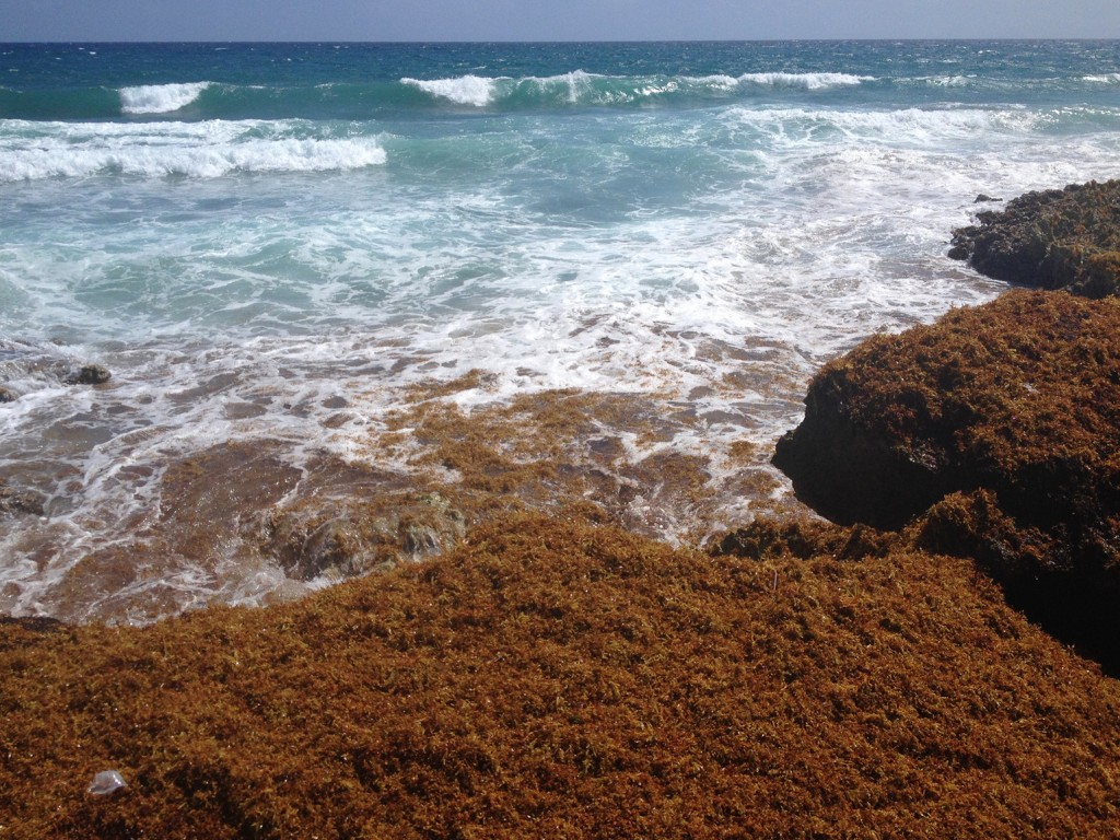 HTTP://WWW.GEOCITIES.WS/HOPART/MAPS/SARGASSO-SEA/SARGASSUM-CARIBBEAN.HTML