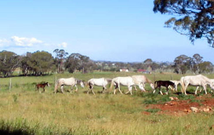 Guyra Horses