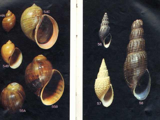 untitled [www.geocities.ws]