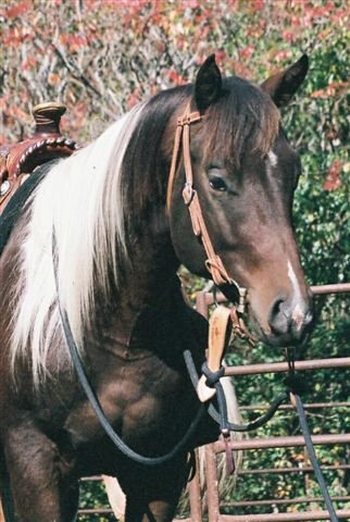 ImaCloudDancing Equine Services