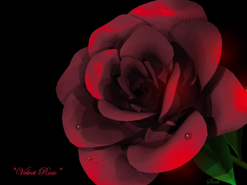 Velvet Rose 800x600