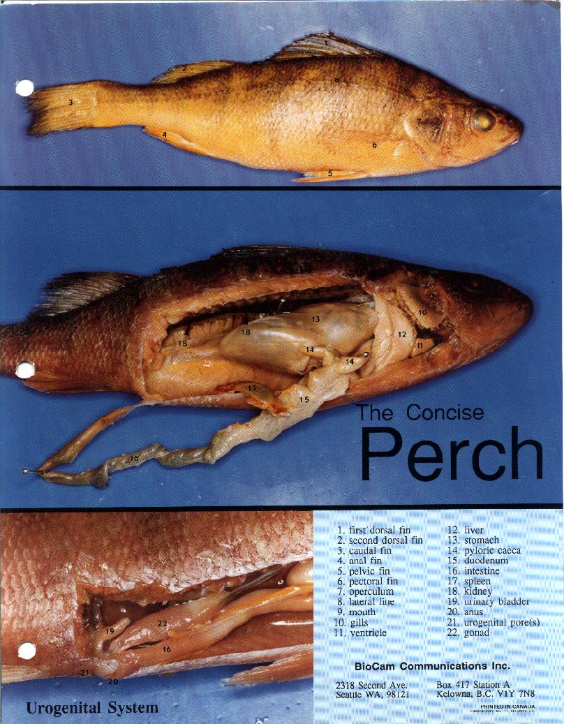 Kidney Of A Perch
