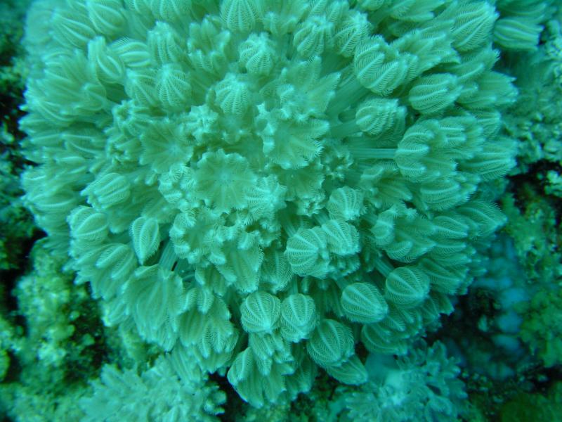 Tauchkreuzfahrt Haven Imperial, 19.-26. Mai 2001 - El Malahi Sataia, 22 ...