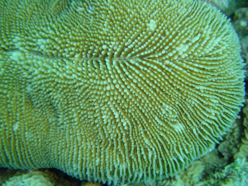 Tauchkreuzfahrt Haven Imperial, 19.-26. Mai 2001 - El Malahi Sataia, 22 ...