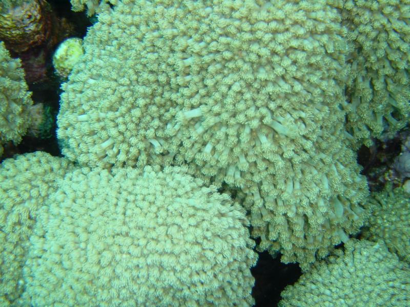 Tauchkreuzfahrt Haven Imperial, 19.-26. Mai 2001 - El Malahi Sataia, 22 ...