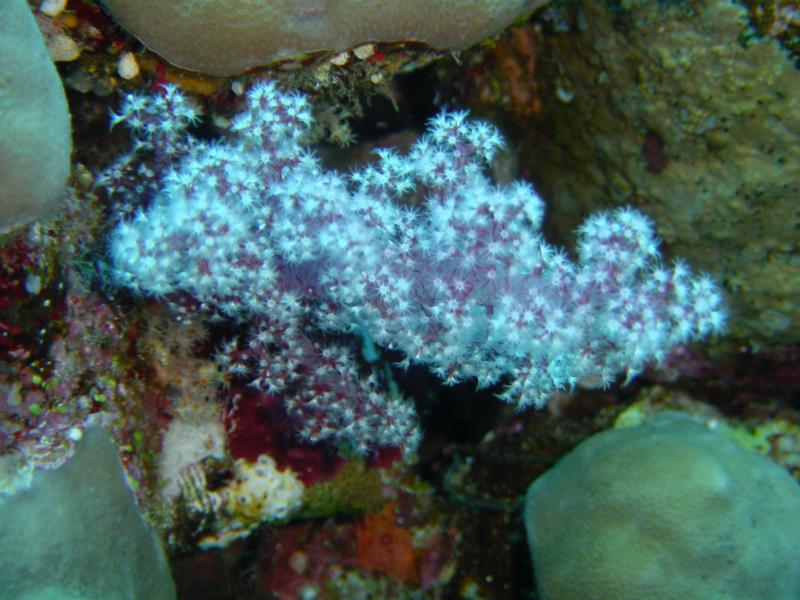 Tauchkreuzfahrt Haven Imperial, 19.-26. Mai 2001 - El Malahi Sataia, 22 ...