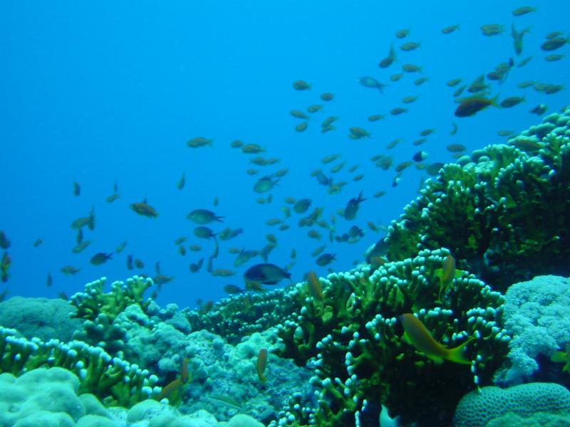 Tauchkreuzfahrt Haven Imperial, 19.-26. Mai 2001 - El Malahi Sataia, 22 ...