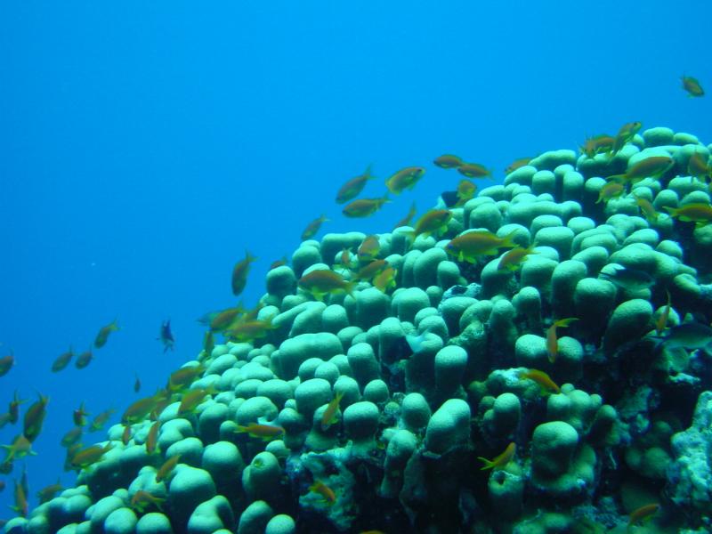 Tauchkreuzfahrt Haven Imperial, 19.-26. Mai 2001 - El Malahi Sataia, 22 ...