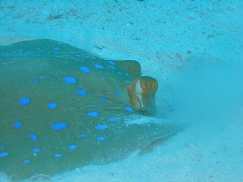 Tauchkreuzfahrt Haven Imperial, 19.-26. Mai 2001 - El Malahi Sataia, 22 ...