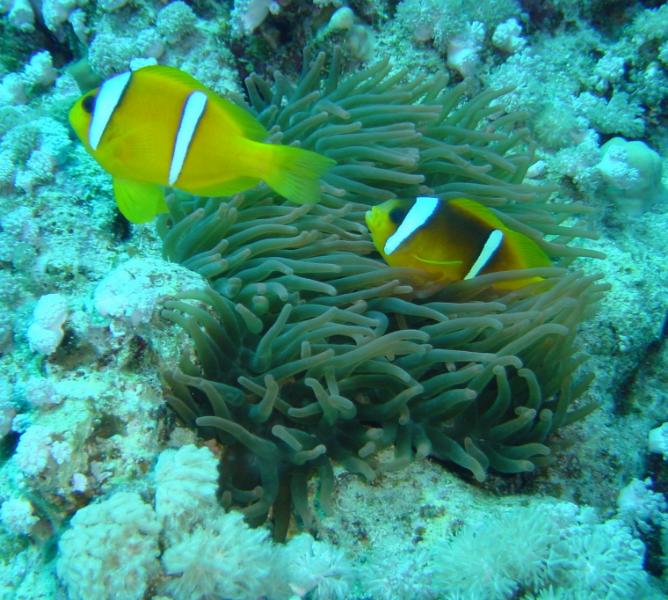 Tauchkreuzfahrt Haven Imperial, 19.-26. Mai 2001 - El Malahi Sataia, 22 ...