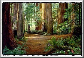 The Legend of the Cedar Tree