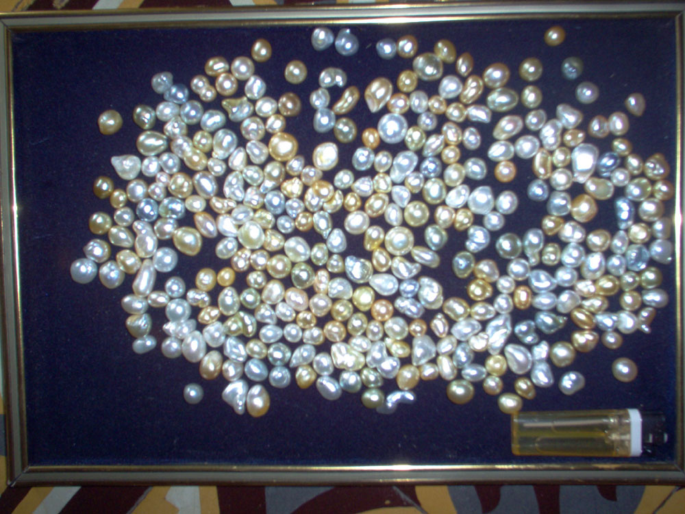 Keshi pearls auction from Lombok island Indonesia