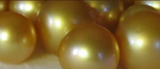 Indonesian cultured loose golden south sea pearls