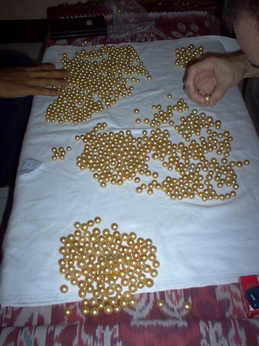 Indonesian cultured loose golden south sea pearls