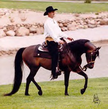 Index of /infinity_arabians