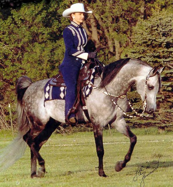 Index of /infinity_arabians