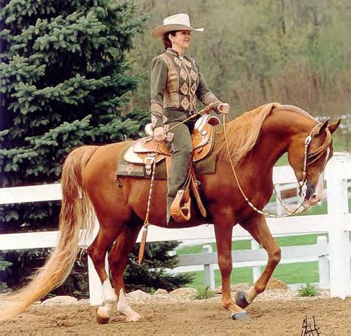 Index of /infinity_arabians