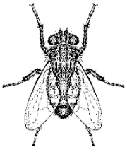 diptera