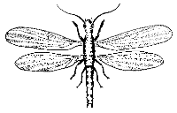 embioptera