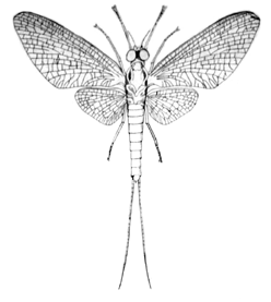ephemeroptera