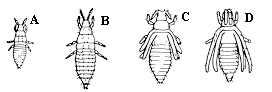 Insects Classification