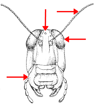 insect_anatomy