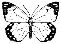 lepidoptera