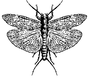 plecoptera