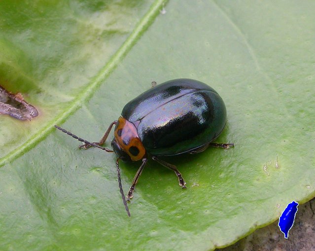 chrysomelidae