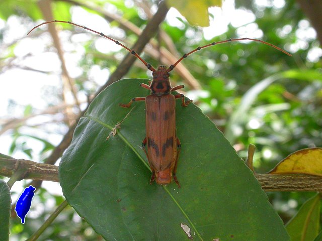 Cerambycidae