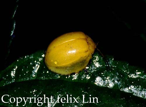 chrysomelidae