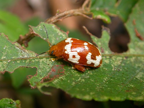 chrysomelidae