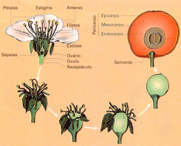 Morfologia da flor: o cálice e a corola das angiospermas