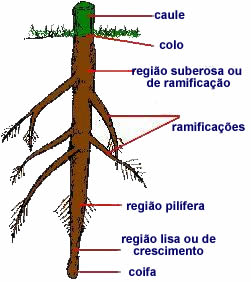 RAÍZES