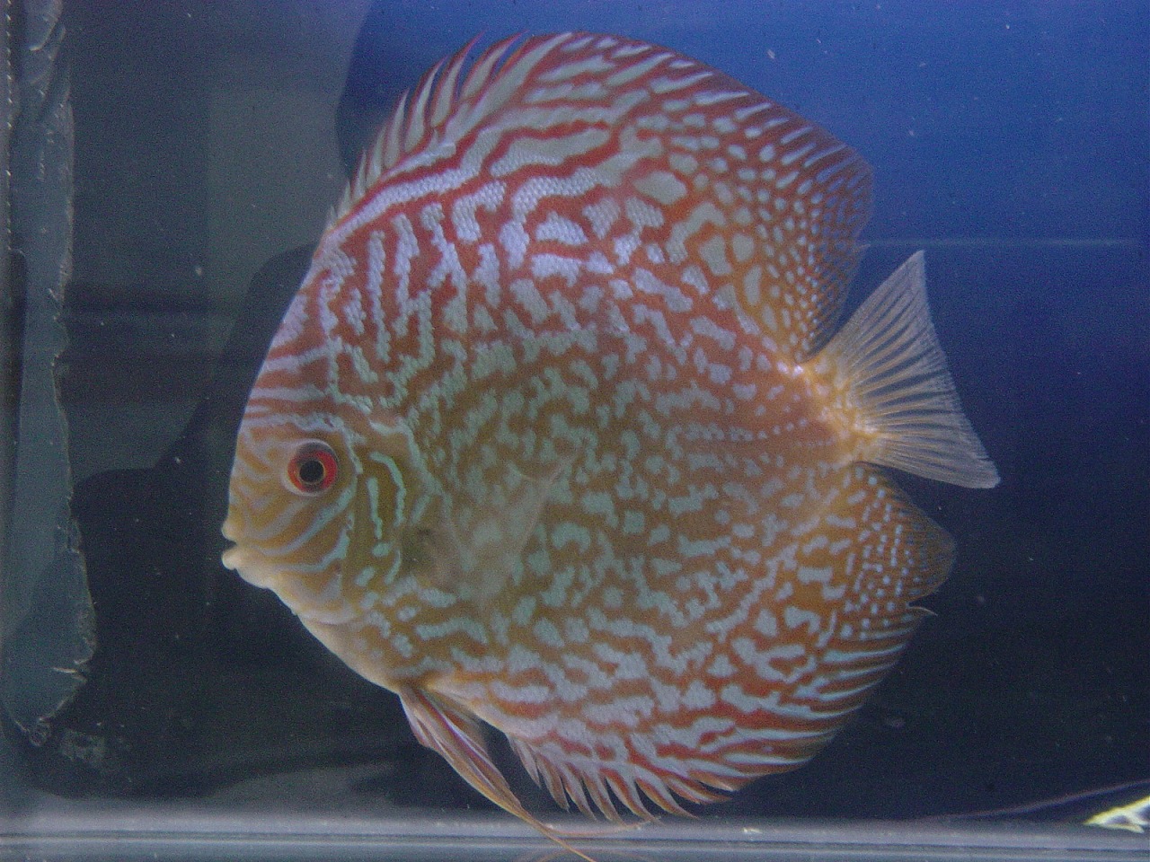 Welcome to IP DISCUS SDN BHD | Gallery 1