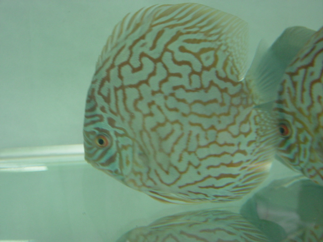 Welcome to IP DISCUS SDN BHD | Gallery 1