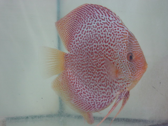 Welcome to IP DISCUS SDN BHD | Gallery 2