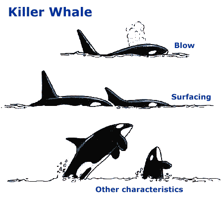 Killer Whales