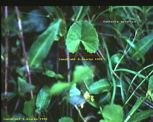 Centella.html