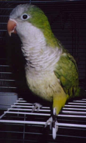 beckys_other_animals