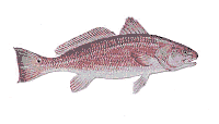 Red Fish