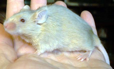 Understanding Mouse Colors