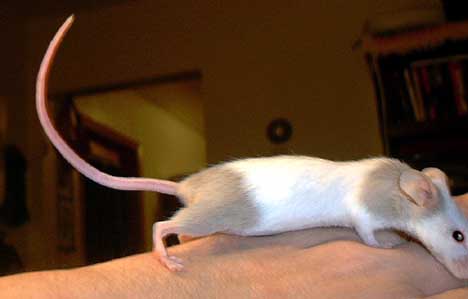 Understanding Mouse Colors