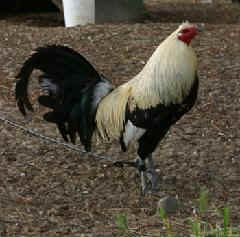 Galeria De Gallo S De Pelea VER GALERIA DE FOTOS DE GALLOS DE PELEA