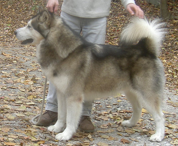 Kotzebue's Kringmerk Alaskan Malamutes