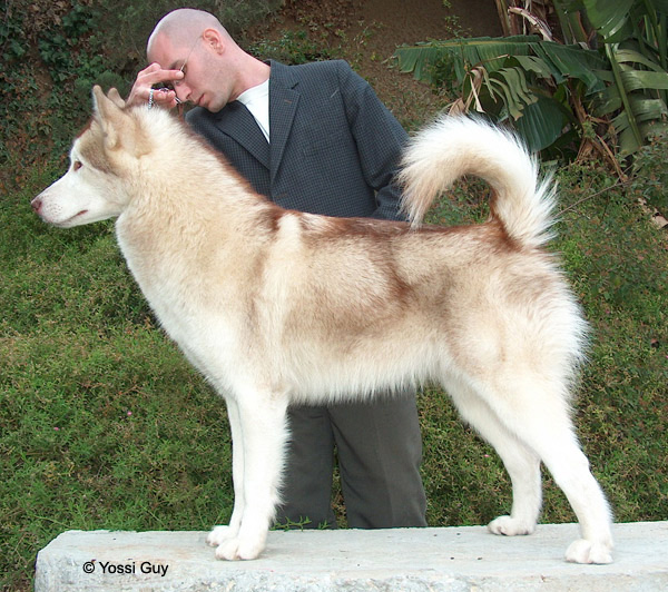 Kotzebue's Kringmerk Alaskan Malamutes