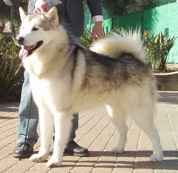Kotzebue's Kringmerk Alaskan Malamutes
