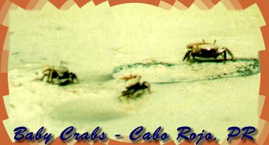 Baby Crabs