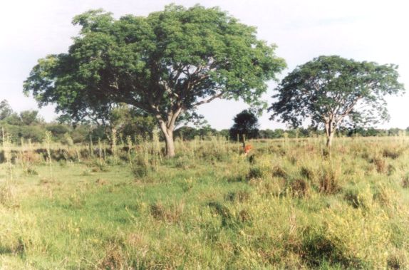 PLANTAS COMUNES EN LOS ECOSISTEMAS DEL CHACO ORIENTAL